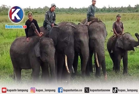 Kupas Tuntas - Tiket Masuk Taman Nasional Way Kambas Naik Dari Rp 7.500 Jadi Rp 30 Ribu