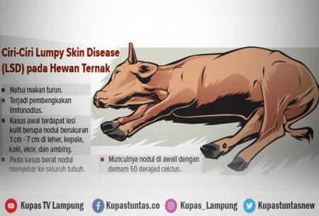 Kupas Tuntas - 1.115 Sapi di Lampung Terinfeksi LSD, Tersebar di 11 ...