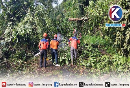 Kupas Tuntas - Pohon Tumbang di Empat Titik Sempat Hambat Lalu Lintas ...